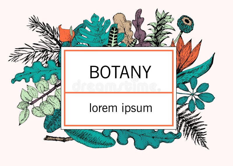 Botany Vintage Design Template. Botanical Elements. Vector Illustration ...
