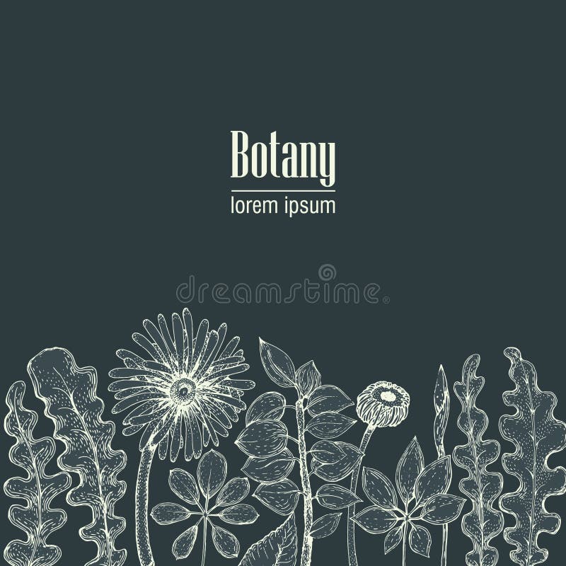 Hand Drawn Vector Botany Illustration. Vintage Background. Stock Vector ...