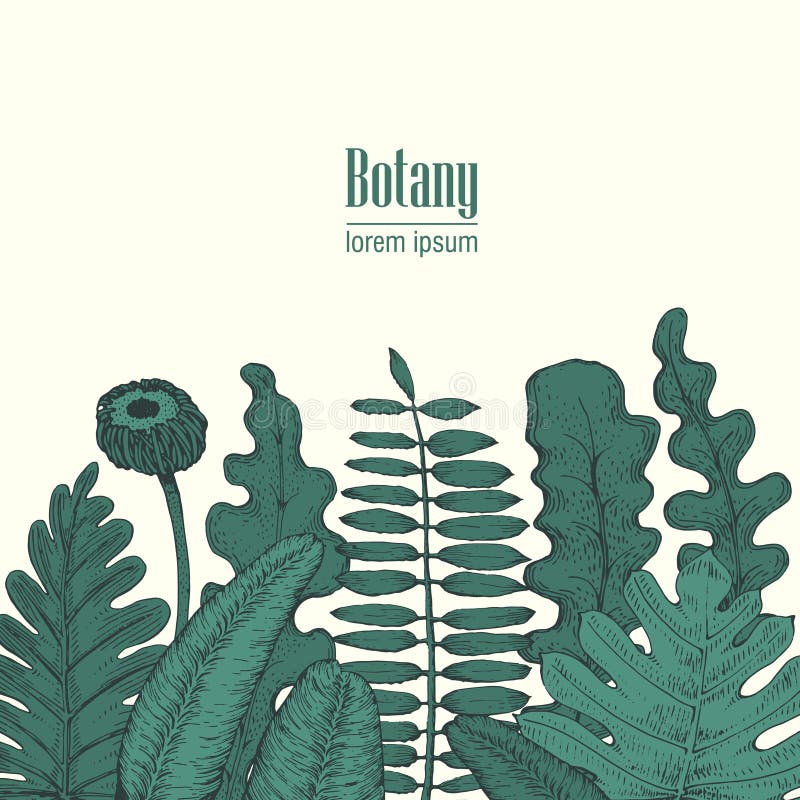 Hand Drawn Vector Botany Illustration. Vintage Background. Stock Vector ...