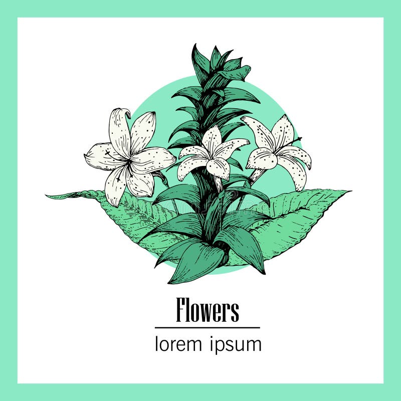 Hand Drawn Vector Botany Illustration. Vintage Background. Stock Vector ...