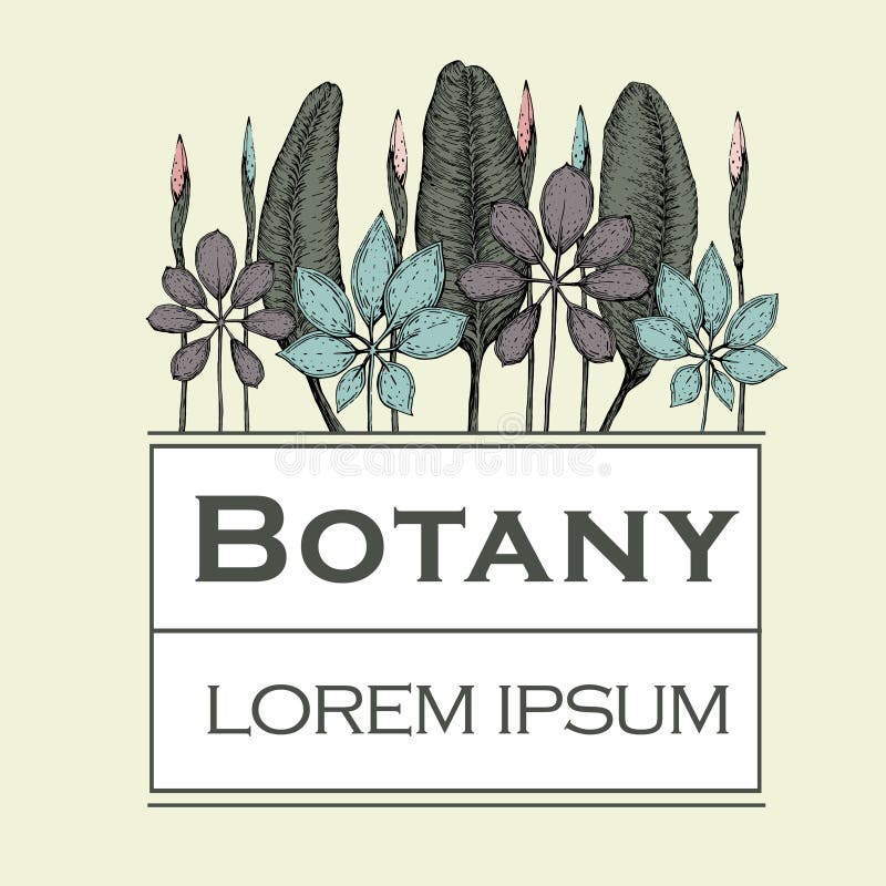 Hand Drawn Vector Botany Illustration. Vintage Background. Stock Vector ...