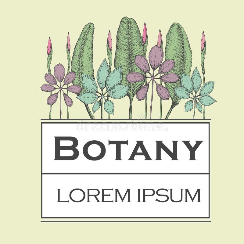 Hand Drawn Vector Botany Illustration. Vintage Background. Stock Vector ...