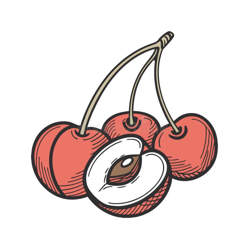 Hand Drawn Vector Cherries with a Cut Cherry Fruit Stock Illustration ...
