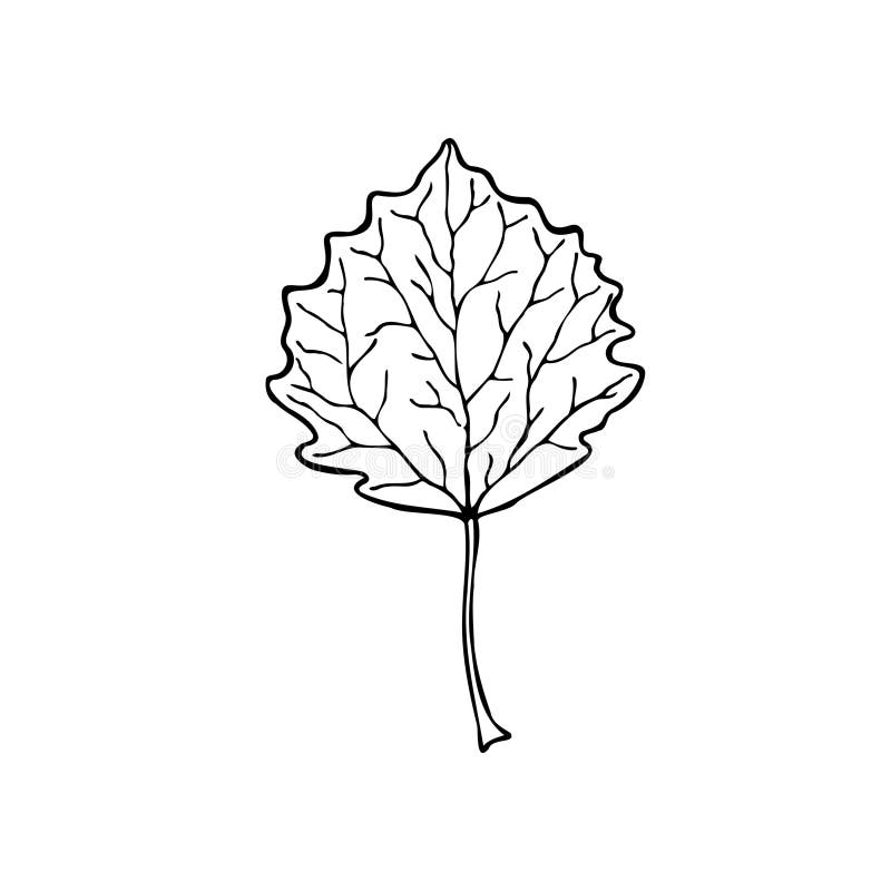 Aspen Leaf Vector Stock Illustrations – 4,131 Aspen Leaf Vector Stock ...
