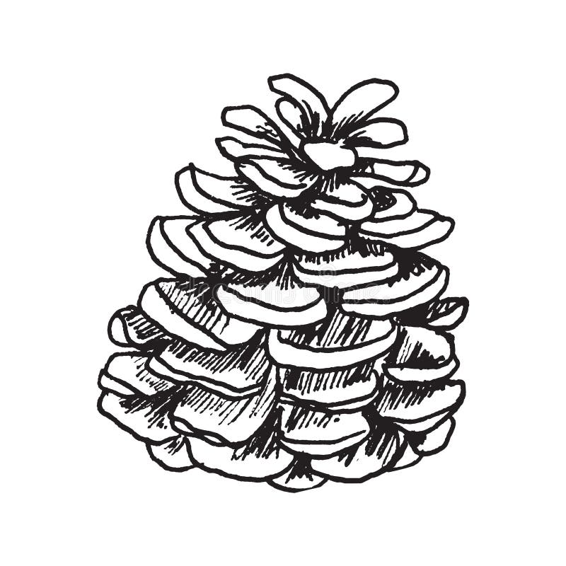 Hand Drawn Vector Illustration of Christmas Tree Pine Cone Stock Vector ...