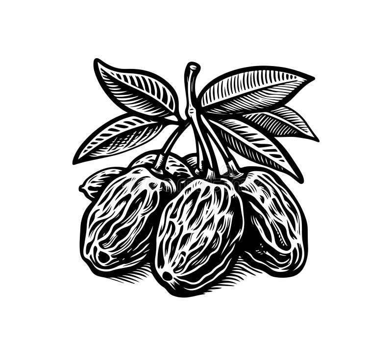 Dates Fruit Hand Dawn Illustration Vector Graphic Stock Vector ...