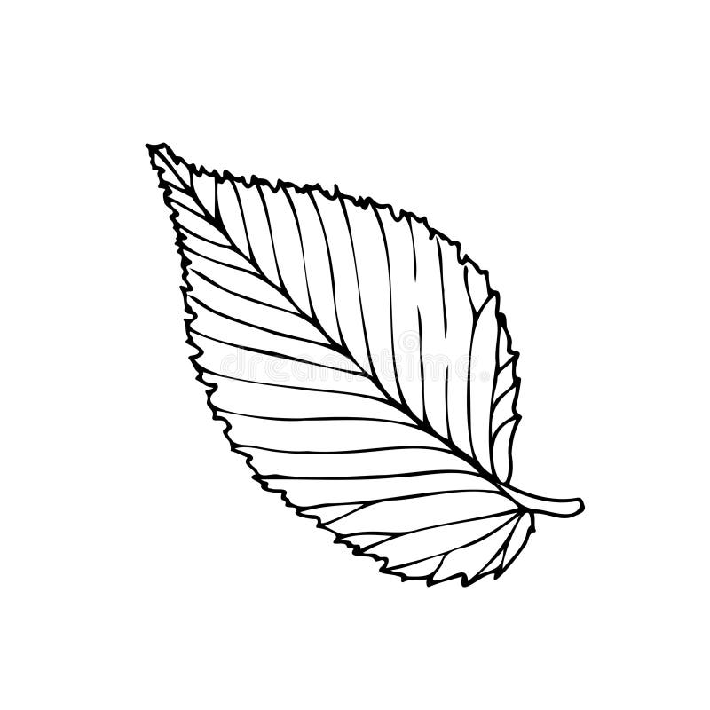 Hand Drawn Vector Illustration of Elm Leaf in Line Art Style Isolated ...