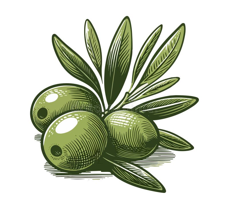 Green Olive Hand Drawn Vector Illustration Vintage Sketch Style Stock ...