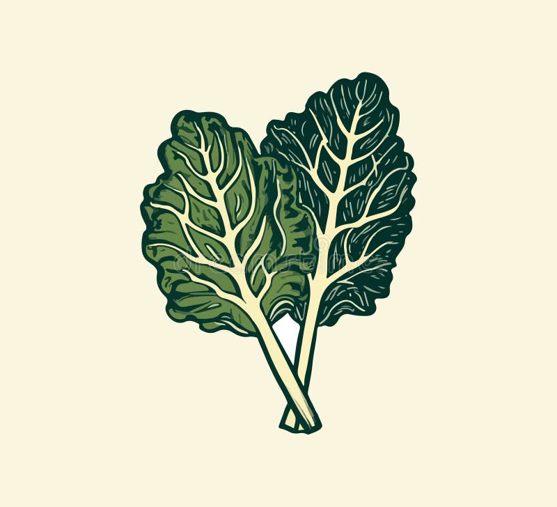 Kale Hand Drawn Vector Graphic Asset Stock Illustration - Illustration ...