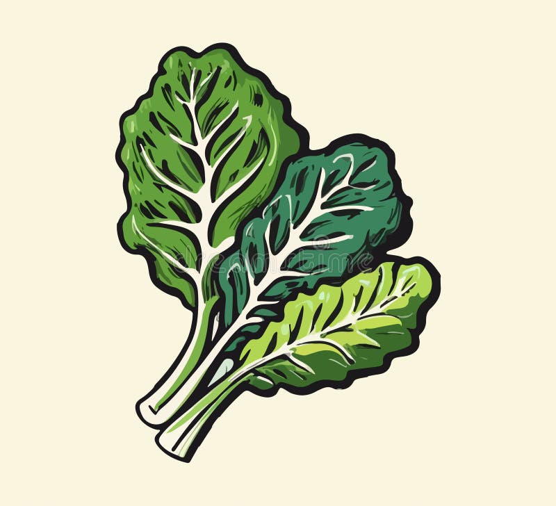Kale Hand Drawn Vector Graphic Asset Stock Illustration - Illustration ...