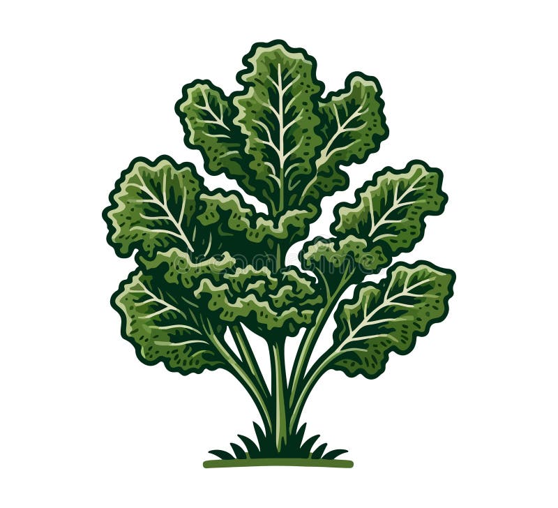 Kale Hand Drawn Vector Graphic Asset Stock Illustration - Illustration ...