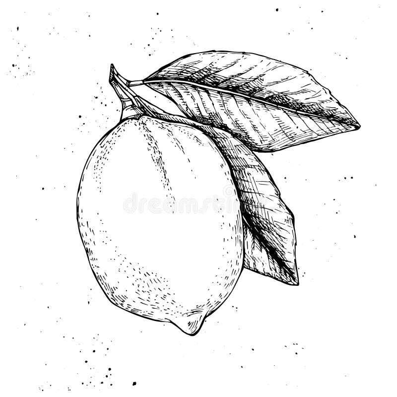 Hand Drawn Vector Illustration - Lemon Stock Vector - Illustration of ...