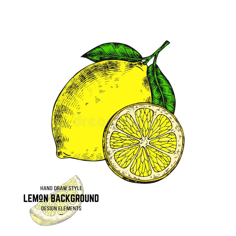 Sketches of Lemon. Lemon Print for Packaging, Pattern, Label. Stock ...