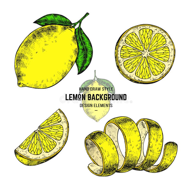 Hand Drawn Vector Illustration Lemon in Engraving Style. Lemons Print ...