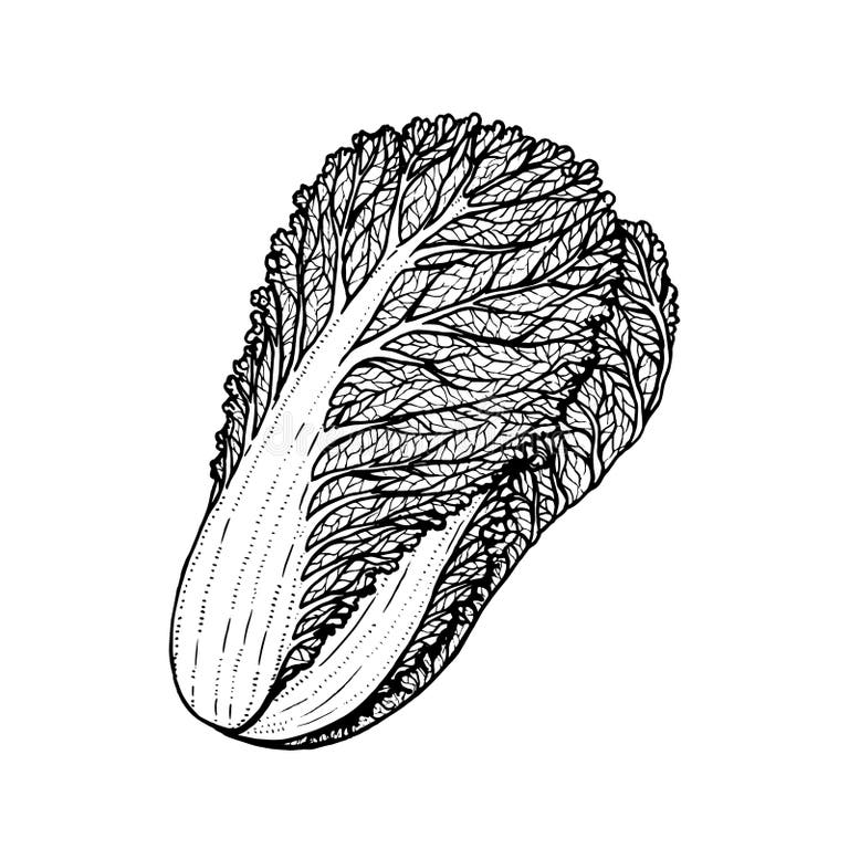 Napa Cabbage Stock Illustrations – 1,797 Napa Cabbage Stock ...
