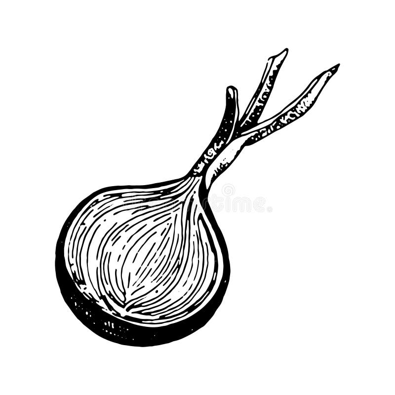 Onion Vector Drawing. Isolated Hand Drawn, Engraved Style Illustration ...