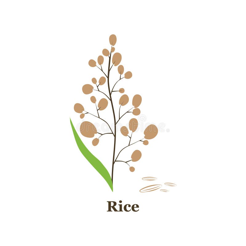 Hand Drawn Vector Illustration of Rice Plant, Grain. Sketch Stock ...