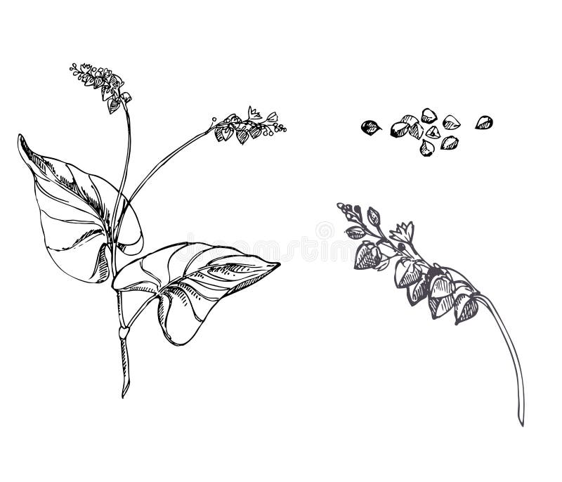 Hand Drawn Vector Illustration Set of Buckwheat, Grain. Sketch Stock ...