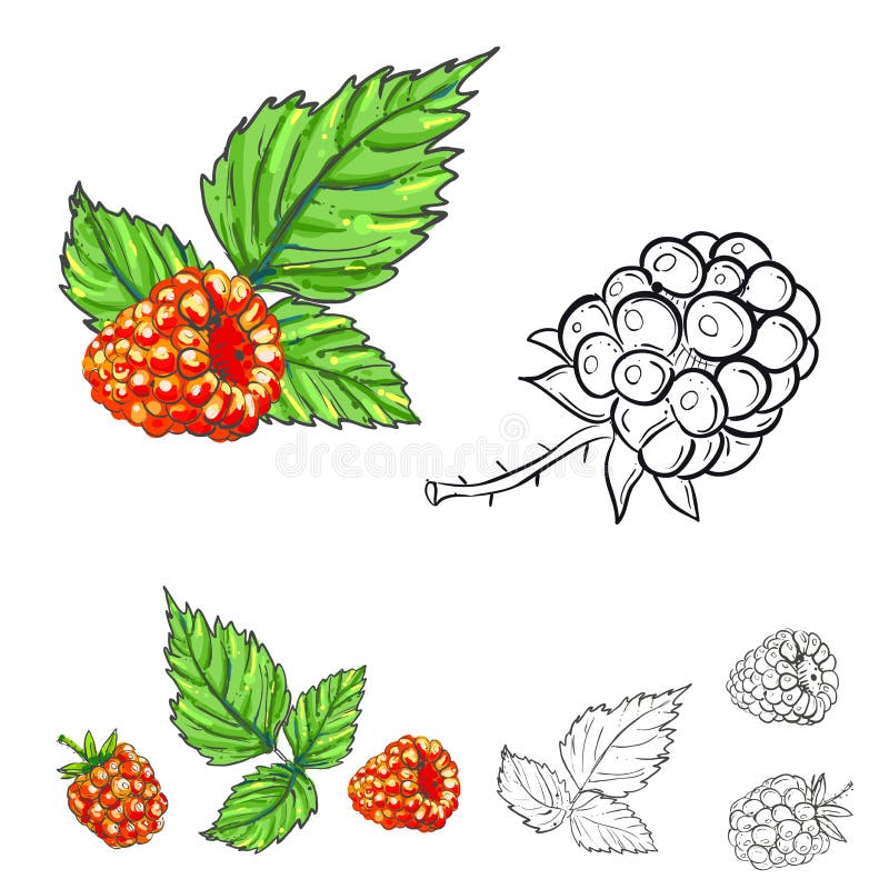 Raspberry Leaf Stock Illustrations – 16,077 Raspberry Leaf Stock ...