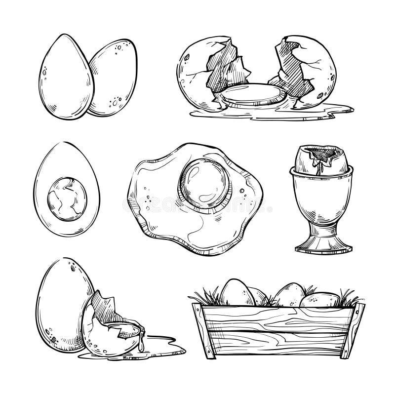 Hand Drawn Vector Illustration - Set of Eggs. Stock Vector ...