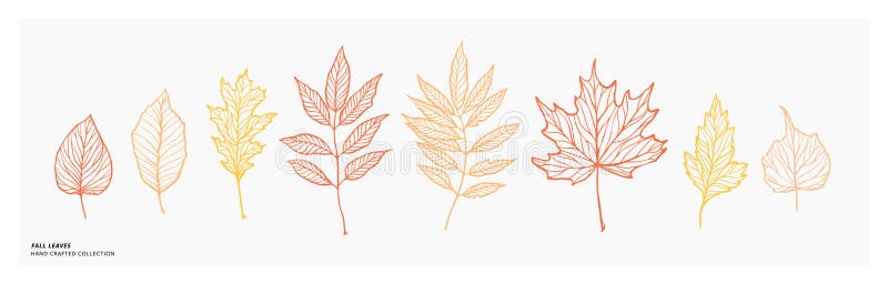 Hand Drawn Vector Illustration. Set of Fall Leaves, Maple Leaf, Acorn ...
