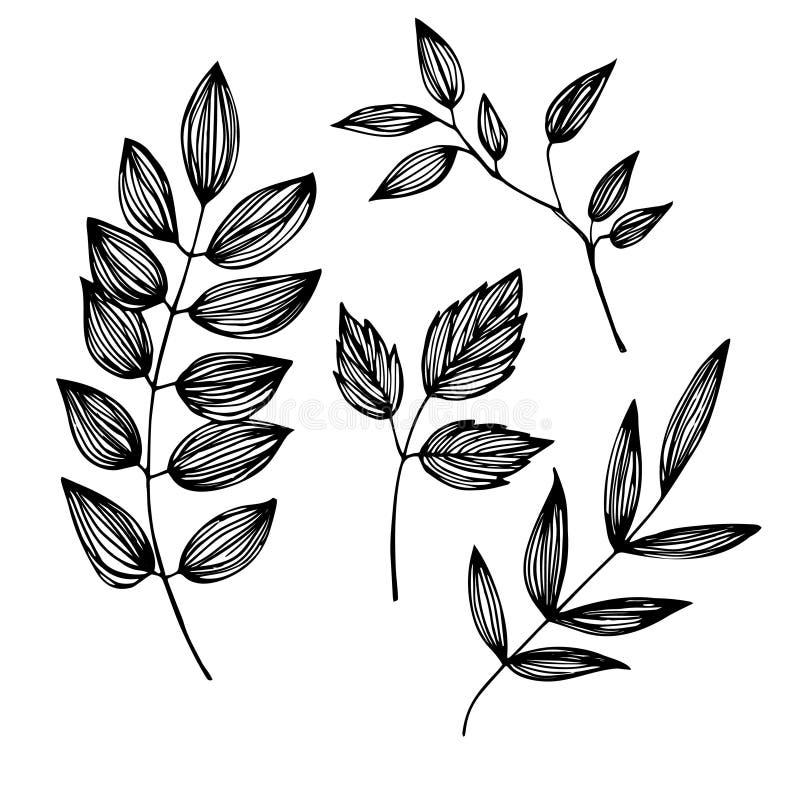 Hand-drawn Vector Illustration - Set of Leaves. Ink and Feather Stock ...