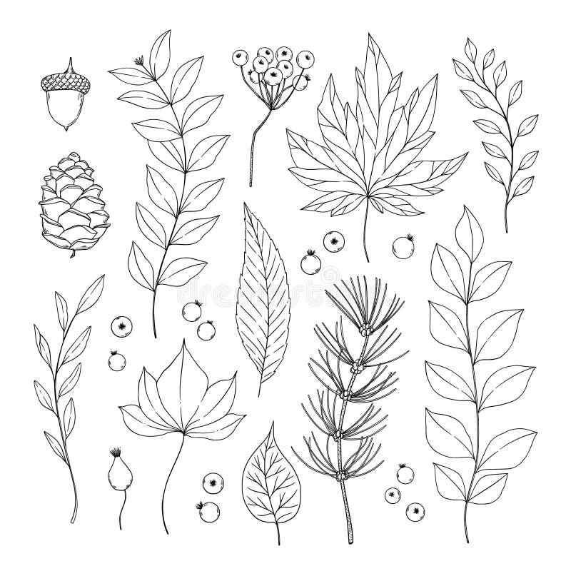 Drawn Pine Branch Illustrations Stock Illustrations – 671 Drawn Pine ...