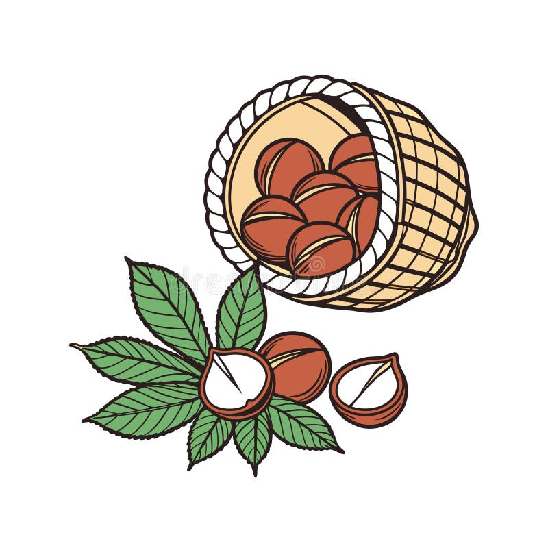 Hazelnuts in Basket with Leaves, Healthy Food Illustration Stock ...