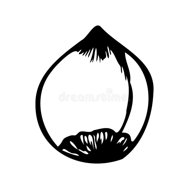 Hand Drawn Vector Line Illustration of a Hazelnut in a Shell. Stock ...