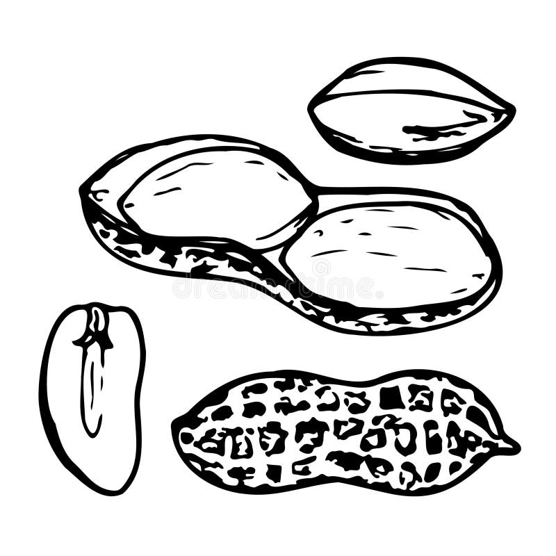 Hand Drawn Vector Line Illustration of Peanuts Stock Vector ...