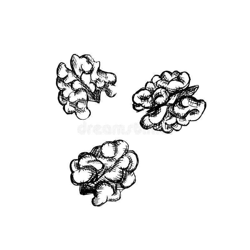 Hand Drawn Vector Outline Illustration of a Walnut. Walnut Kernels and ...