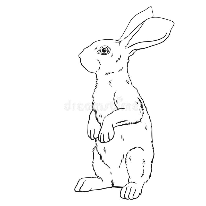 Hand drawn vector rabbit stock vector. Illustration of farm - 68120458
