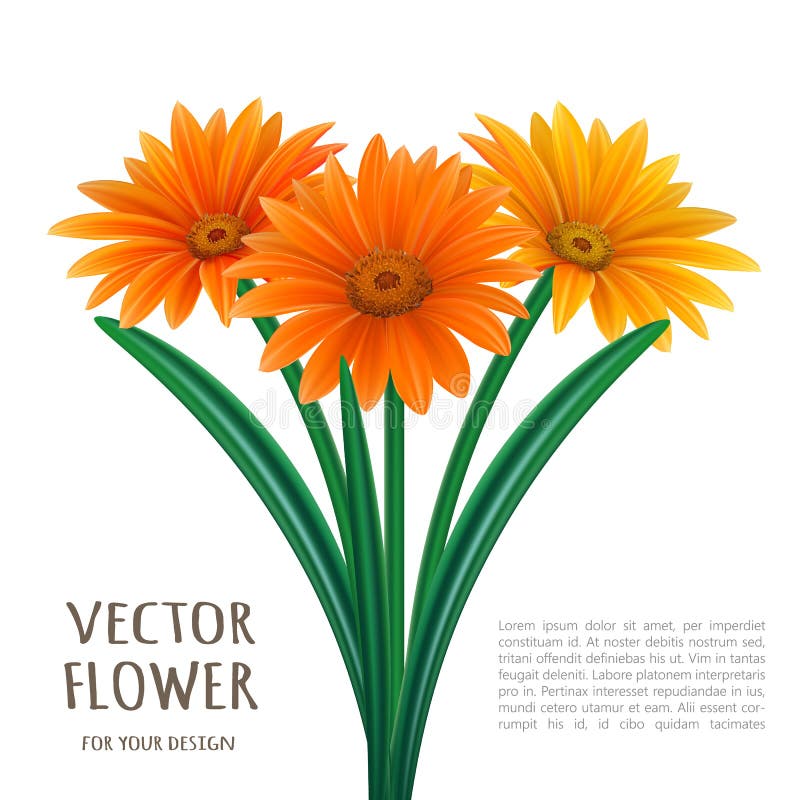 Orange Daisy Clipart
