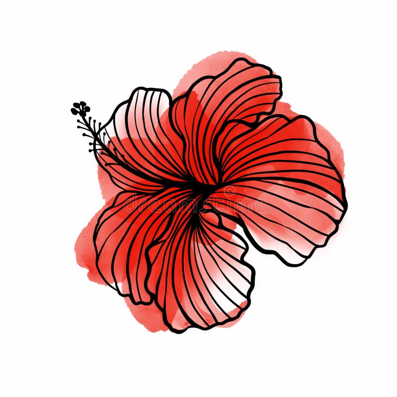Hand Drawn Vector Of Red Hibiscus Flower Stock Vector Illustration Of