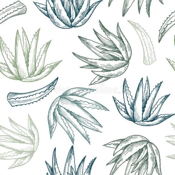 Hand Drawn Vector Seamless Pattern. Aloe Vera Stock Vector ... Hand Drawn Vector Seamless Pattern. Aloe Vera Stock Vector ...