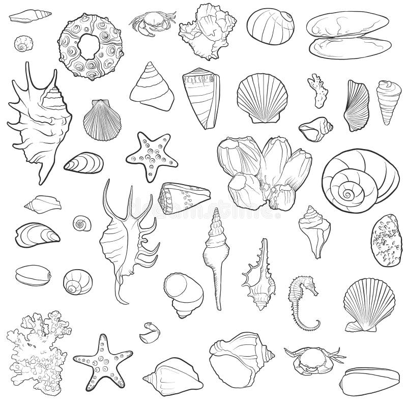 Vector seashells Set stock vector. Illustration of food - 135795524