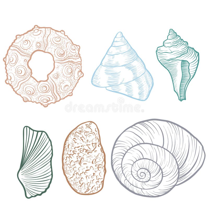 Hand Drawn Vector Seashells Stock Vector - Illustration of design ...