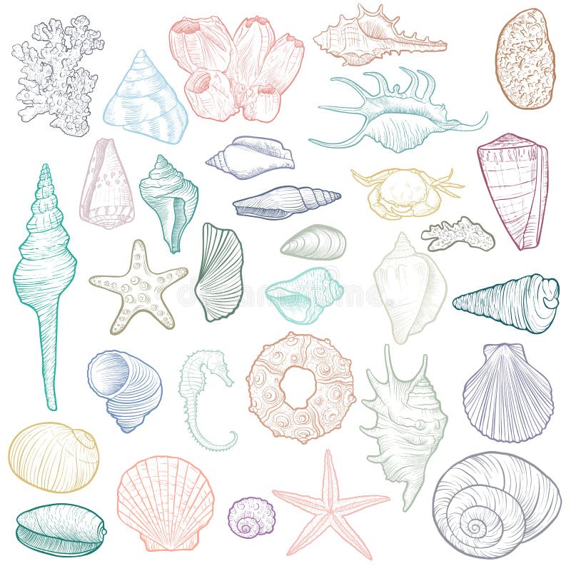 Hand Drawn Vector Seashells Stock Vector - Illustration of oyster, line ...