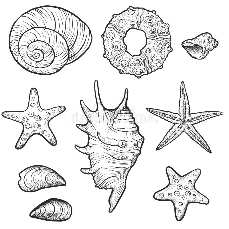 Hand Drawn Vector Seashells Stock Vector - Illustration of marine, line ...