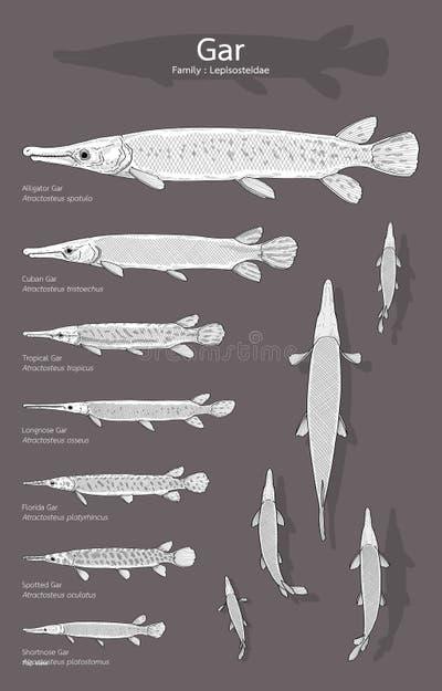 Hand Drawn Vector Set of Gar Fish Stock Illustration - Illustration of ...