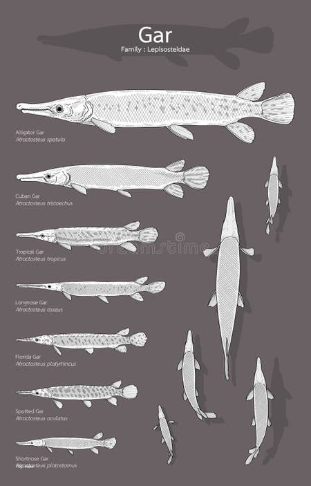 Hand Drawn Vector Set of Gar Fish Stock Illustration - Illustration of ...