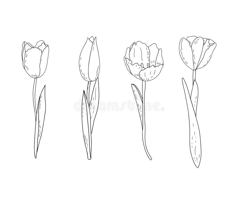Hand-drawn Vector Set of Outline Tulips with Shading Stock Vector ...