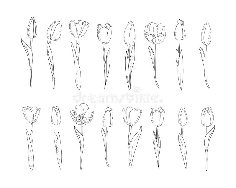 Hand-drawn Vector Set of Outline Tulips with Shading Stock Vector ...