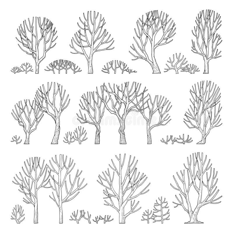 Hand Drawn Vector Set of Side View Trees Stock Illustration ...