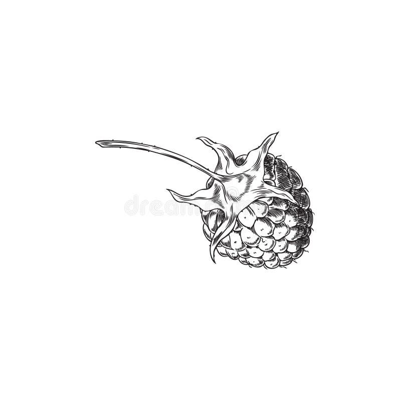 Hand Drawn Vector Sketch of Raspberry in Black and White Style. Stock ...