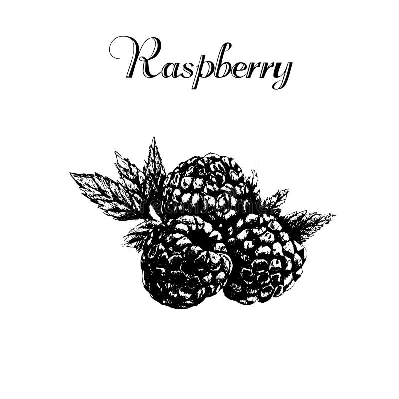 Vintage Raspberry Stock Illustrations – 5,914 Vintage Raspberry Stock ...