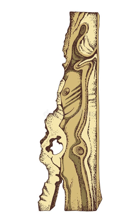 Hand Drawn Vector Wood Slab Stock Illustration - Illustration of ...