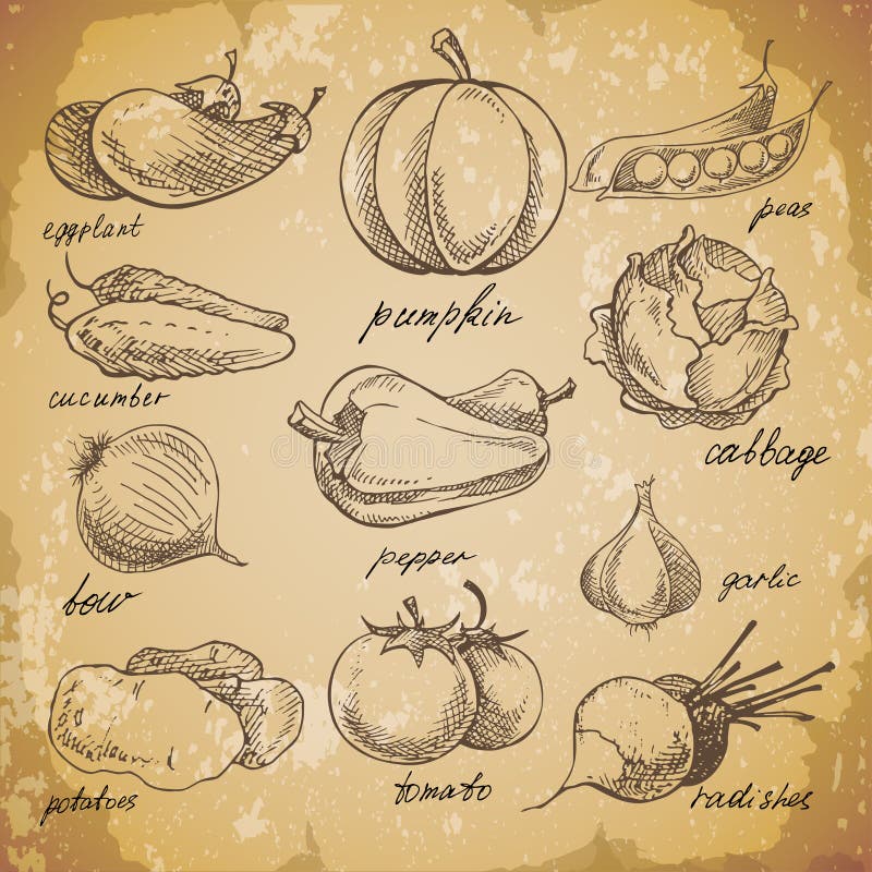Hand drawn vegetables stock vector. Illustration of hand - 59815946