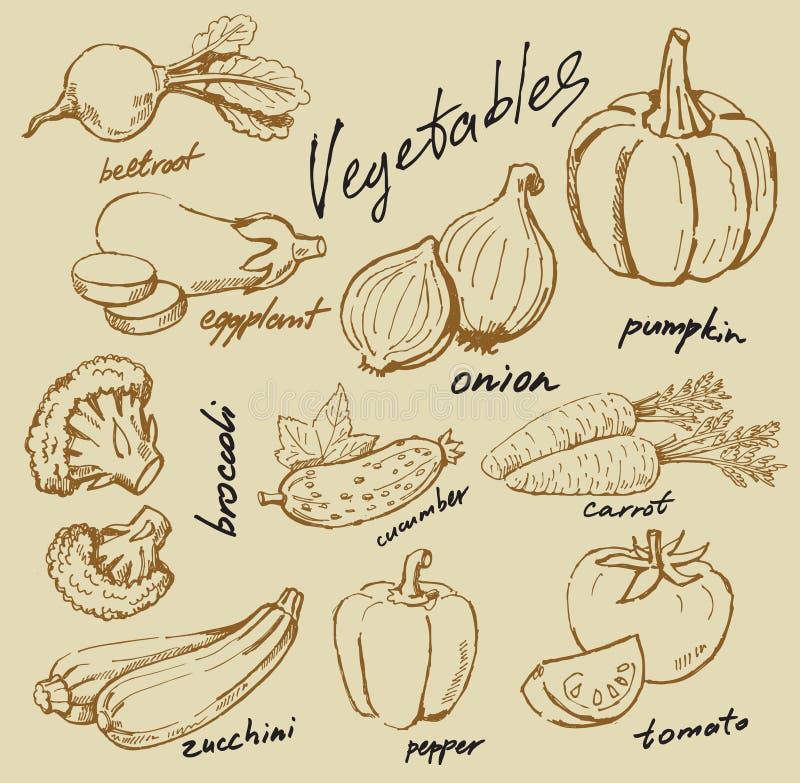 Hand drawn vegetables stock vector. Illustration of graphic - 34326538