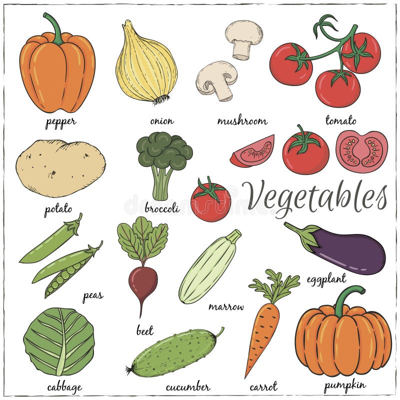 Hand Drawn Vegetables with Name. Stock Illustration - Illustration of ...